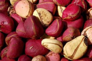 Produits – Agro alimentaire Darriah Company